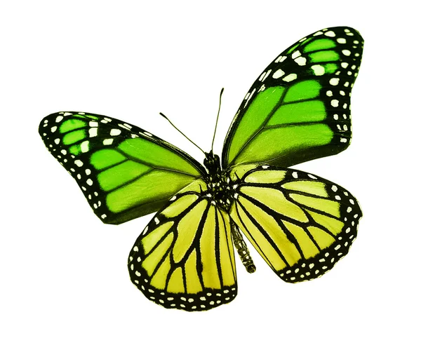 Green butterfly , isolated on white — Stock Photo © sun_tiger #15471979