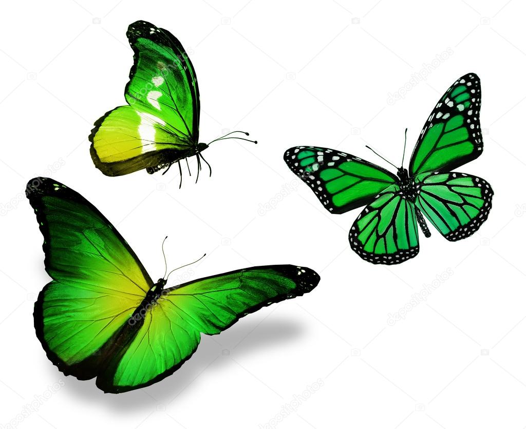 Green Butterfly Images