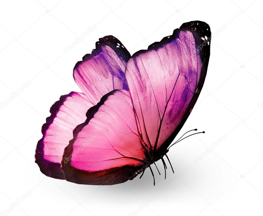 Real Pink Butterfly