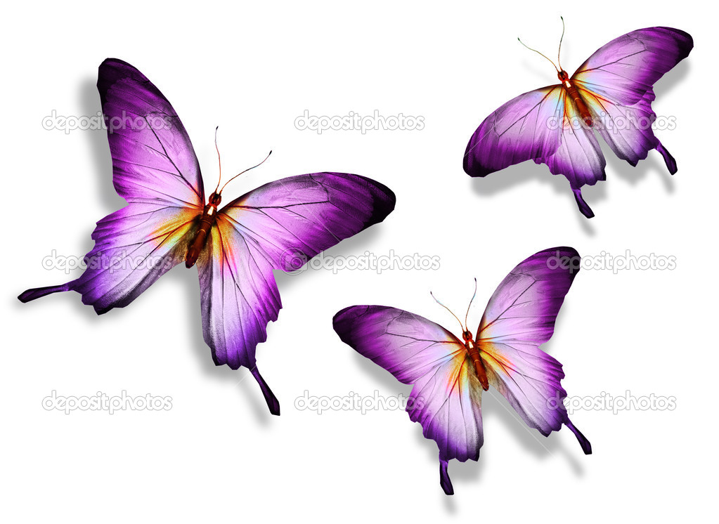 Trois papillon violet, isolé sur fond blanc — Photographie sun_tiger ...