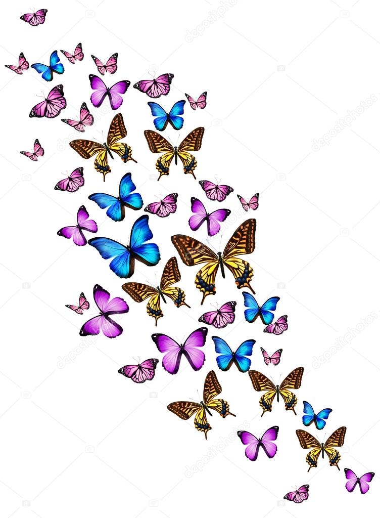 Many different butterflies, isolated on white background Stock Photo by ...