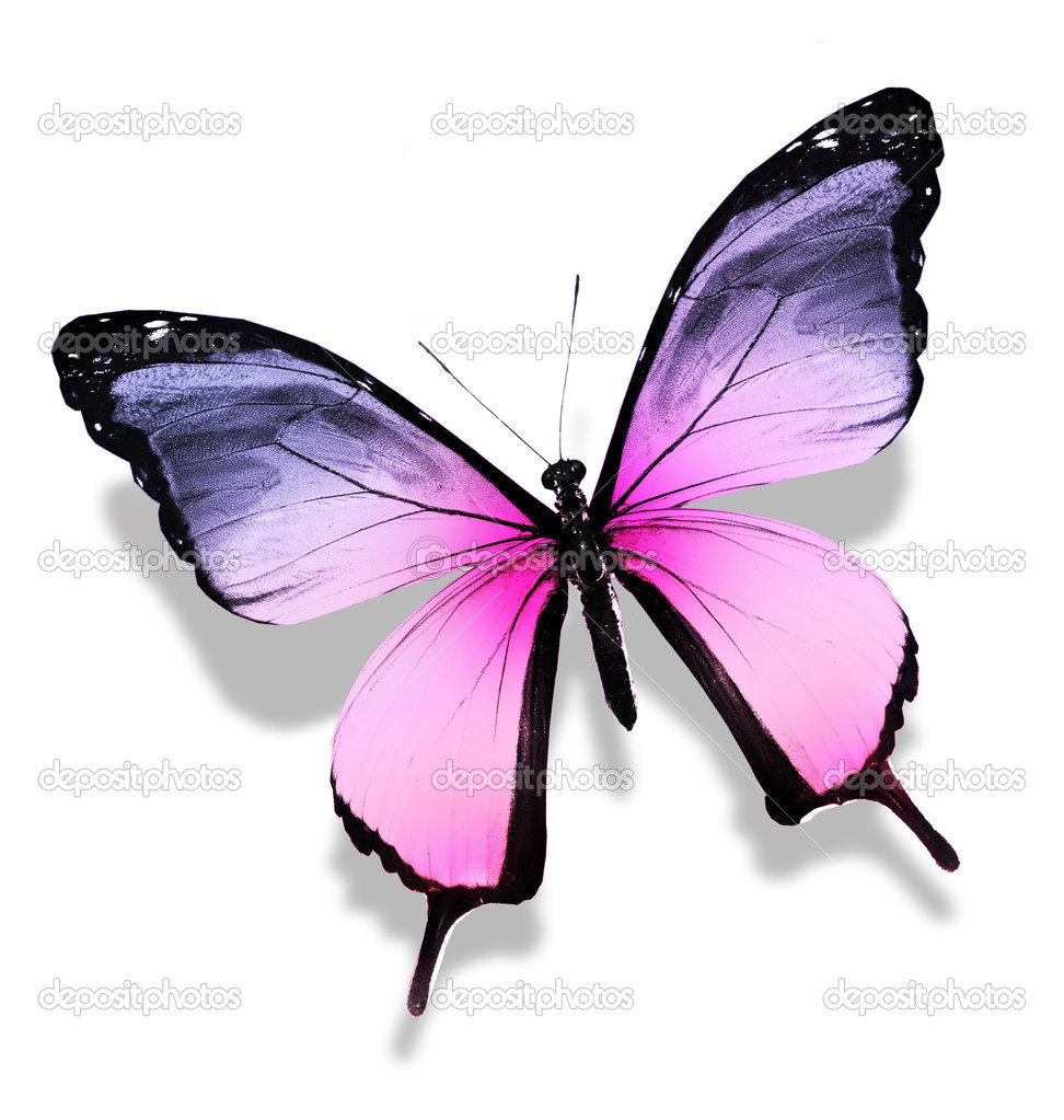 Pink violet butterfly , isolated on white Stock Photo by ©sun_tiger ...