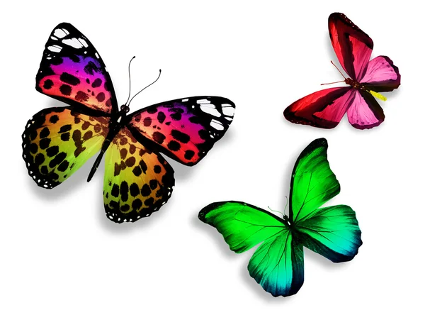 Three color butterfly, isolated on white background Stock Photo by ©sun ...