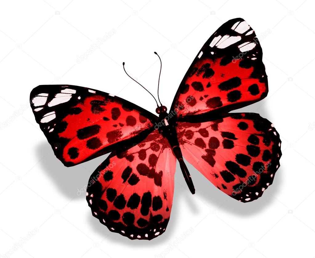 Fundo De Borboleta Vermelha 492 Butterfly With Red Spots Stock Photos,