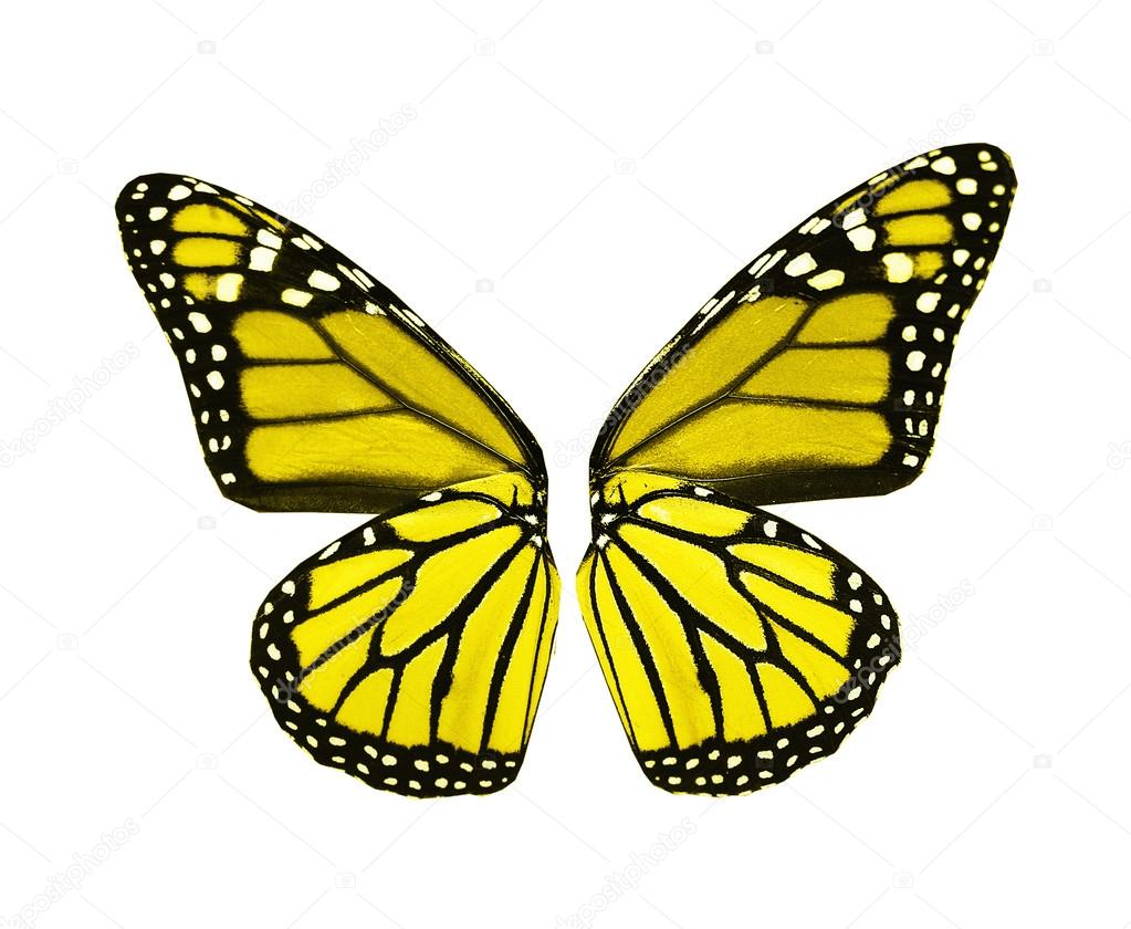 Yellow butterfly wings , isolated on white — Stock Photo © sun_tiger ...