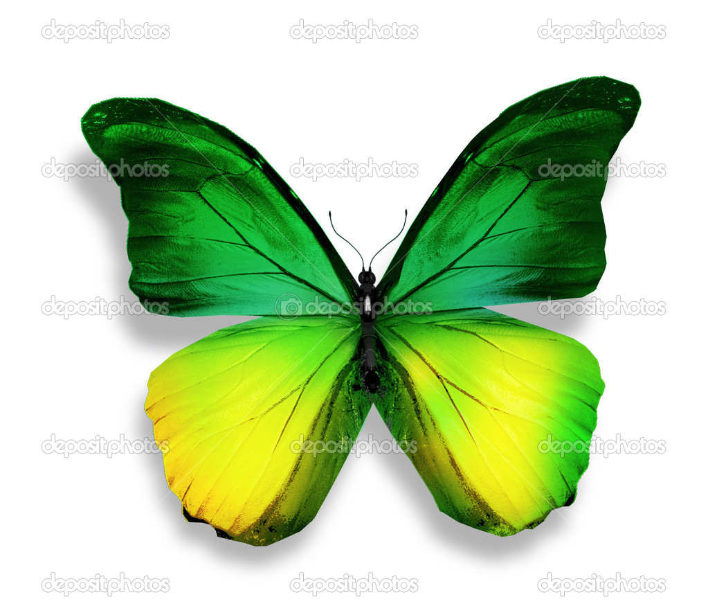 Morpho green yellow butterfly , isolated on white Stock Photo by ©sun ...