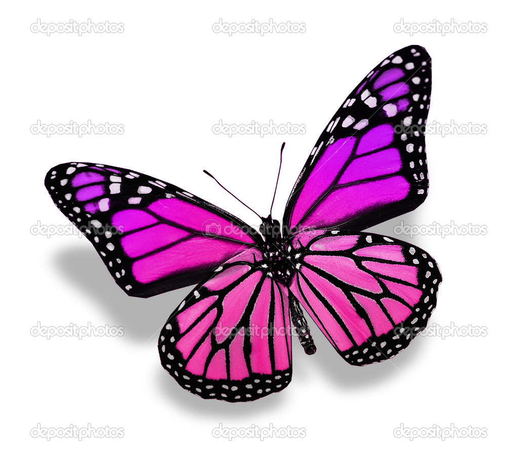 Színes pillangó, elszigetelt fehér — Stock Fotó © sun_tiger #26845709