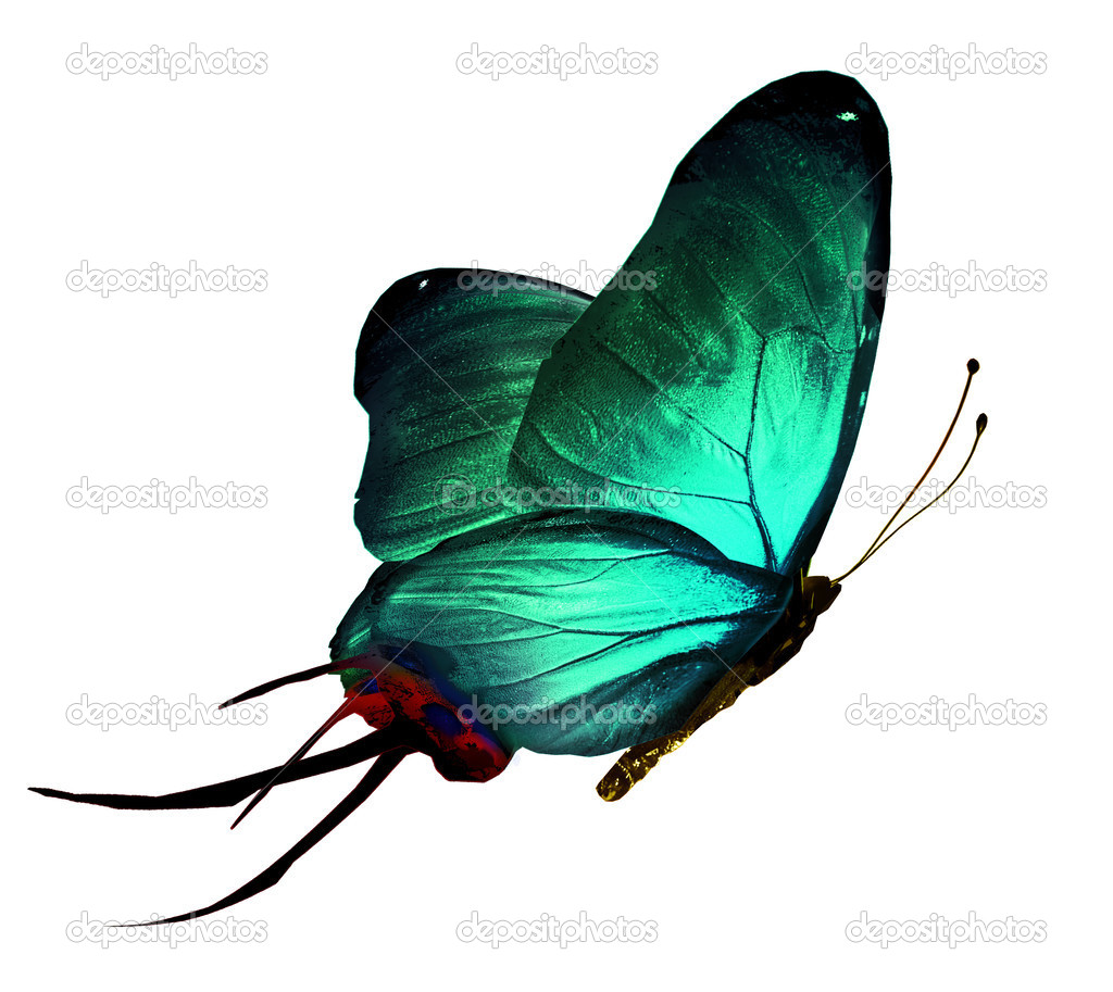 Mariposa turquesa, aislada sobre blanco: fotografía de stock © sun ...