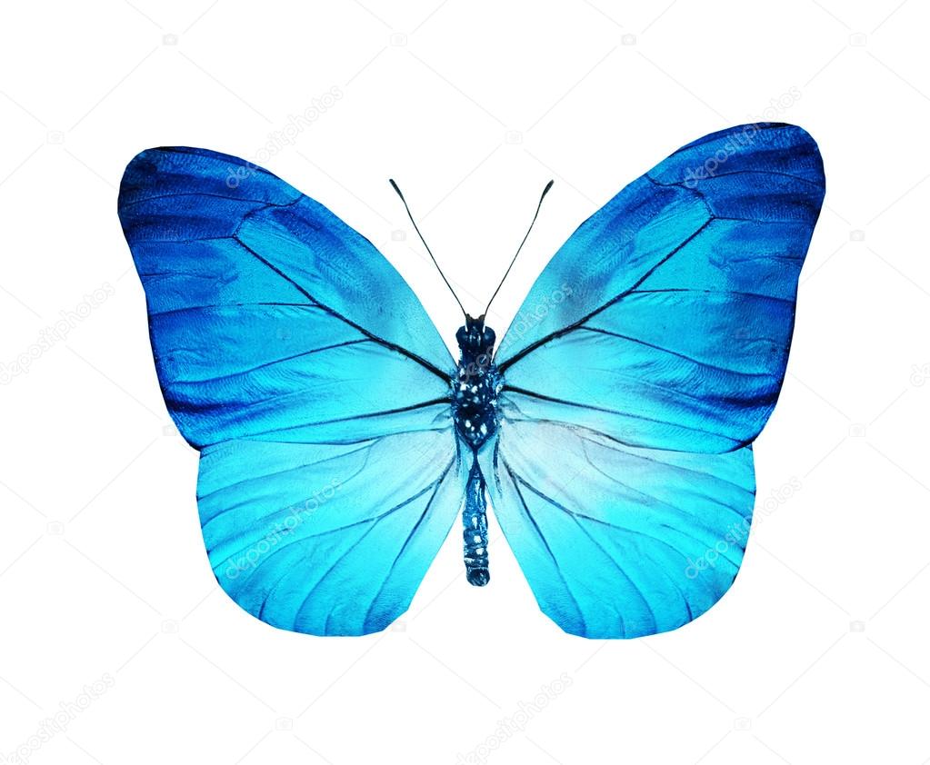 Turquoise blue butterfly , isolated on white Stock Illustration by ©sun ...