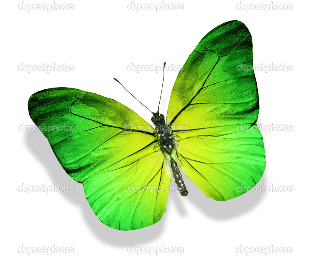 Green And Yellow Butterfly