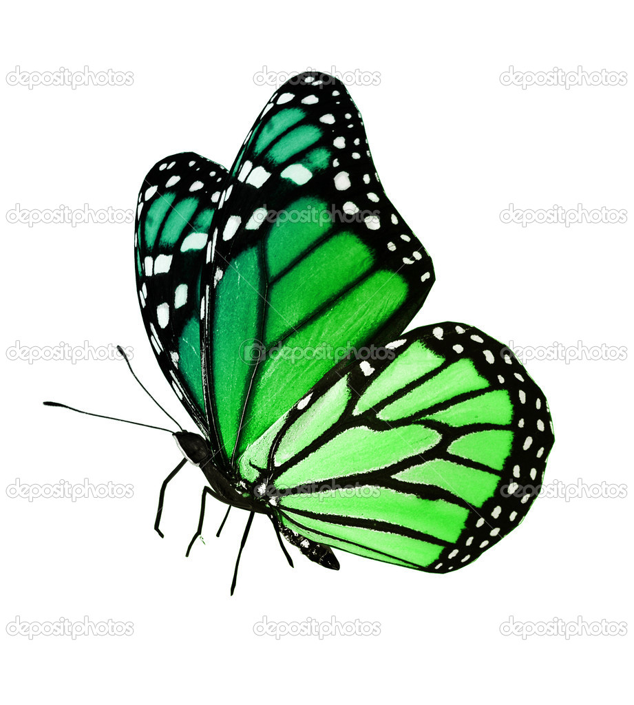 Green Butterfly Flying