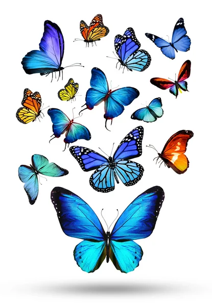 Many color different butterflies flying Stock Photo by ©sun_tiger 35943083