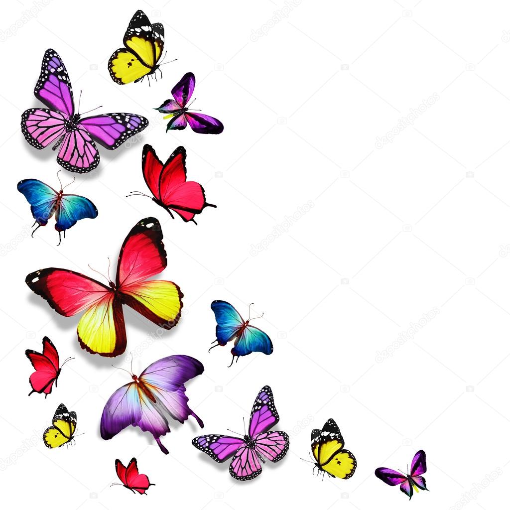 Dibujos: mariposas a color volando | muchos colores diferentes ...