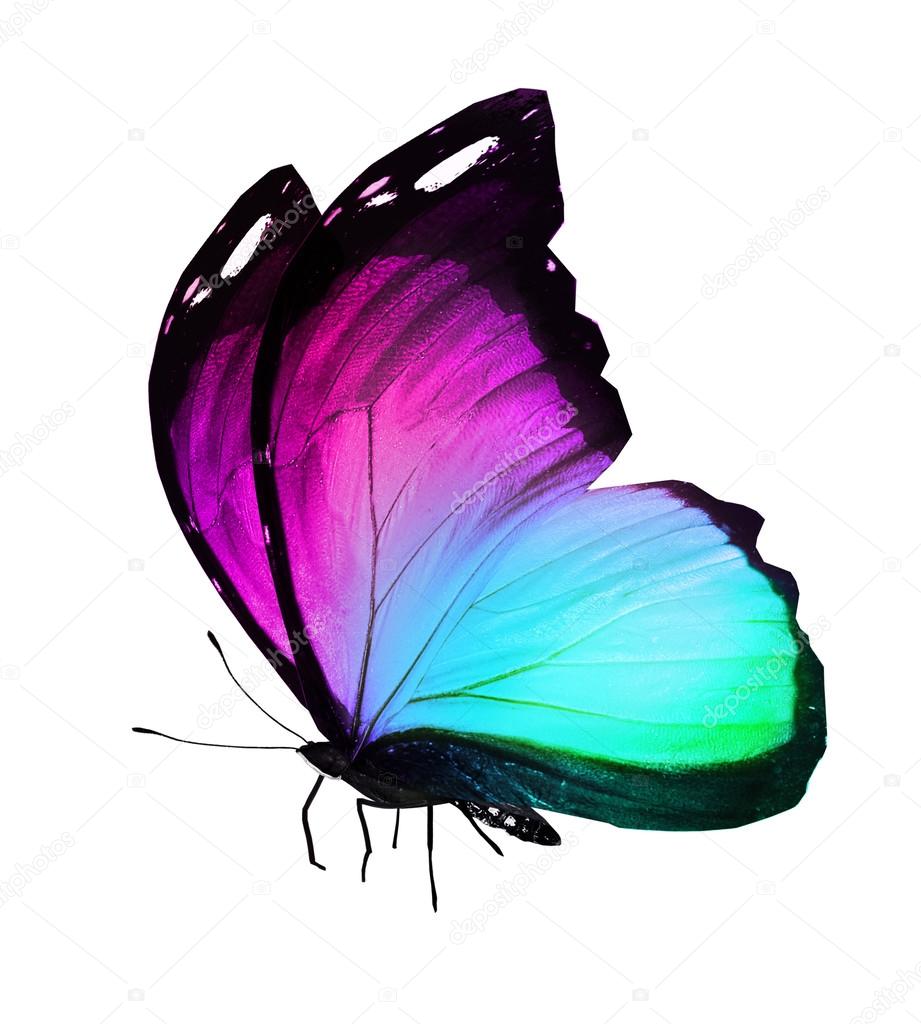 Purple blue butterfly Stock Photo by ©sun_tiger 40350509