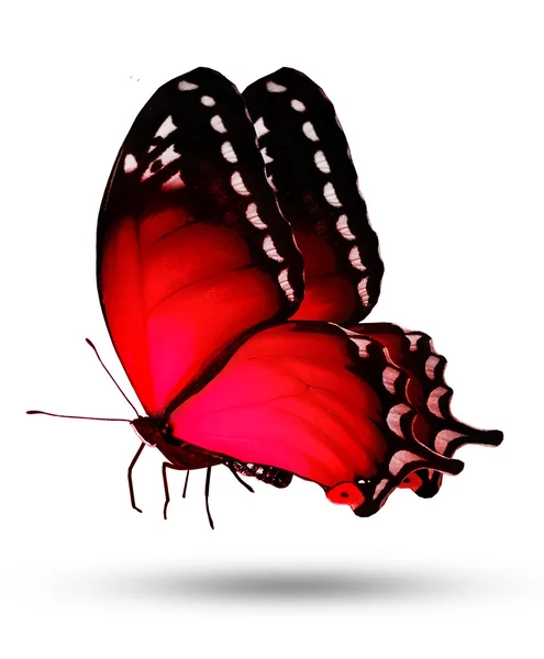 Red butterfly Stock Photos, Royalty Free Red butterfly Images ...