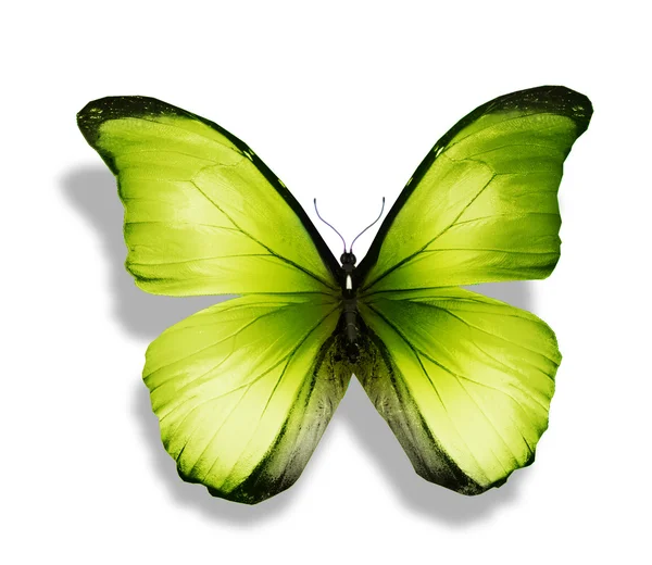Morpho green yellow butterfly , isolated on white Stock Photo by ©sun ...