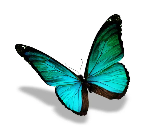 Pictures : turquoise butterflies | Turquoise butterfly, isolated on ...