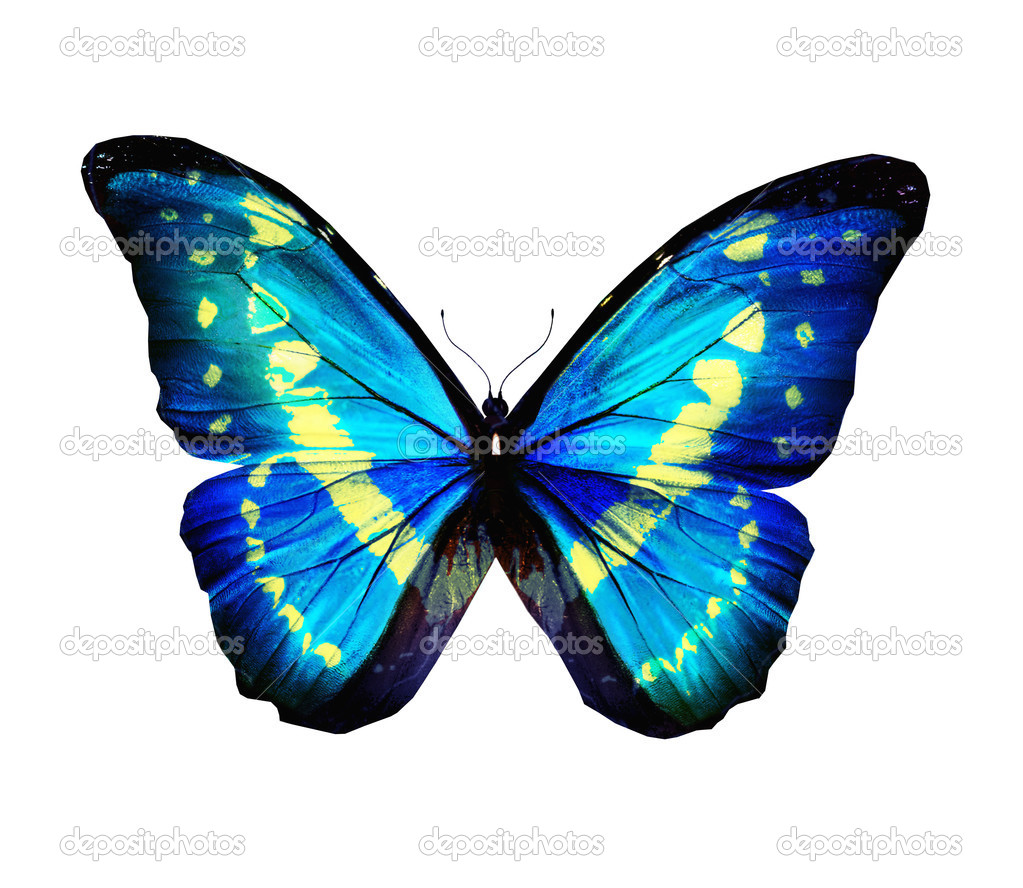 Morpho blue turquoise butterfly Stock Photo by ©sun_tiger 41394075