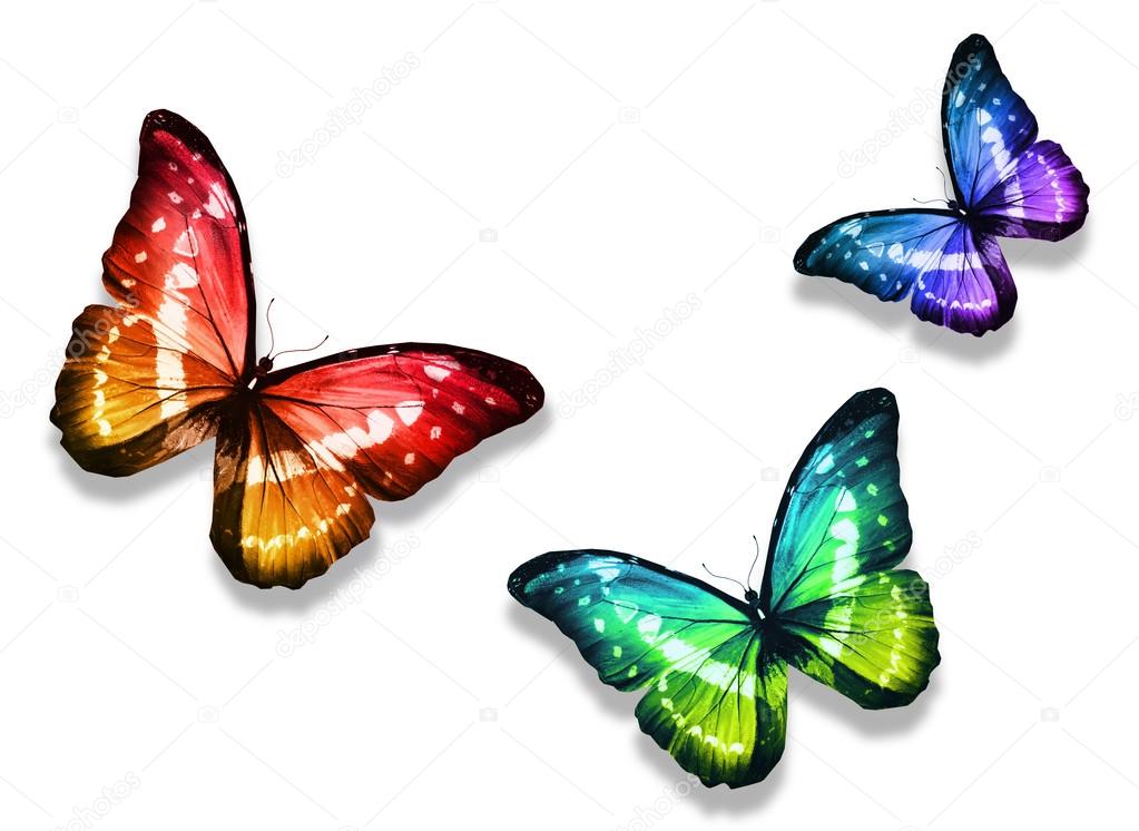 Three color butterflies Stock Photo by ©sun_tiger 42490945