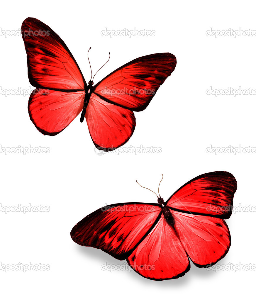 Dos mariposas rojas — Fotos de Stock #42751131