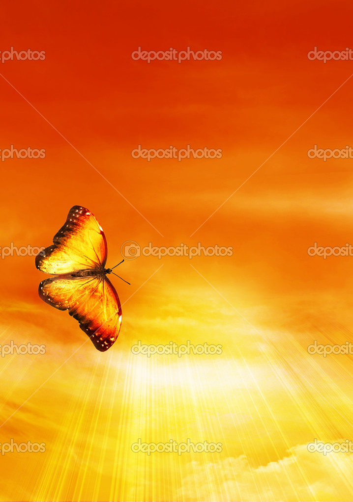 Sunshine And Butterflies