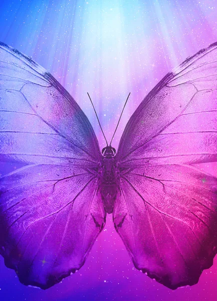 Sunshine butterfly Stock Photos, Royalty Free Sunshine butterfly Images ...
