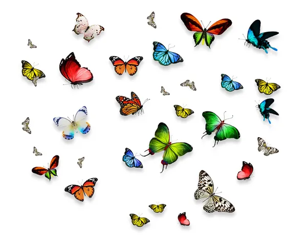 Mariposas volando fotos de stock, imágenes de Mariposas volando sin ...