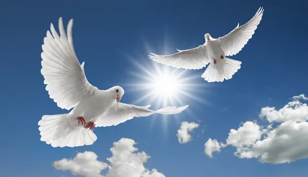 Dos palomas volando - Imagui