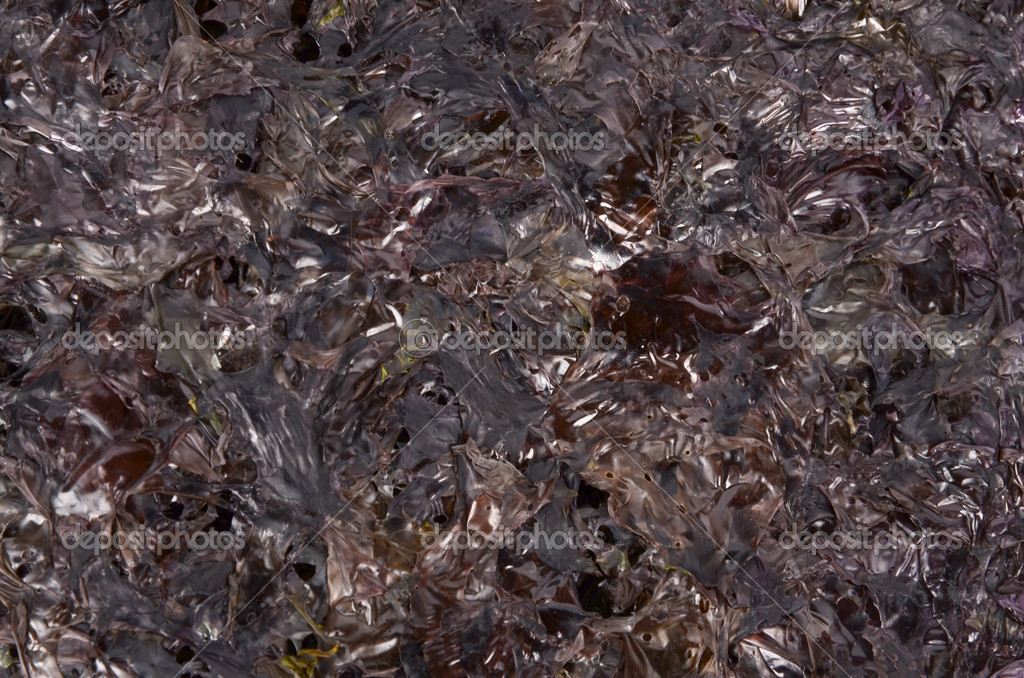 Laver Stock Photo by ©anaken2012 12626109