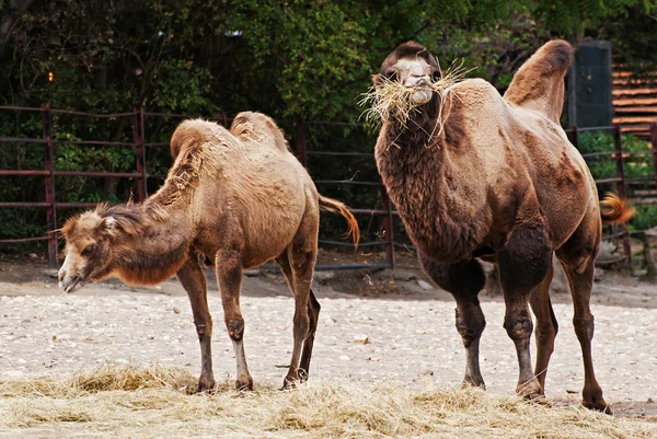 Family of bactrian camels Stock Photos, Royalty Free Family of bactrian ...