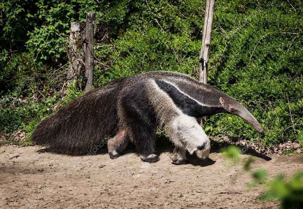 Amazon Rainforest Giant Anteater
