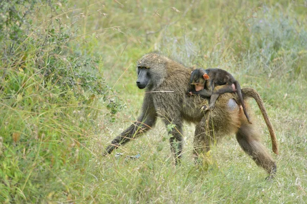 Savanna Baboon — Stock Photo © zixian #12852198