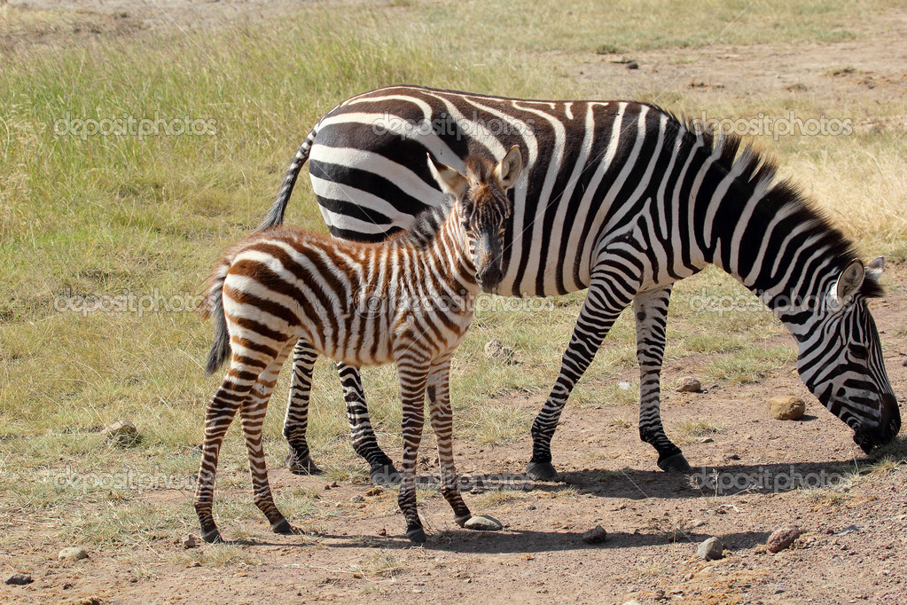 Baby zebra with mother — Stock Photo © MattiaATH #28020287