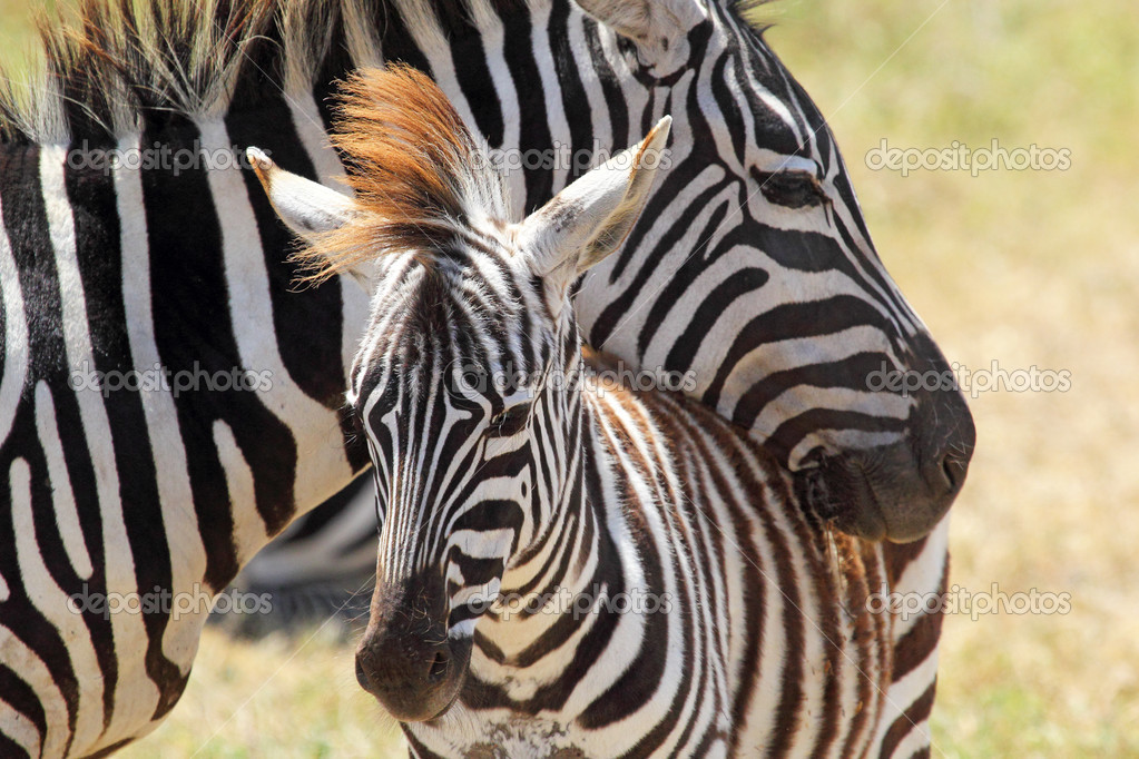 Baby zebra with mother Stock Photo by ©MattiaATH 28023493