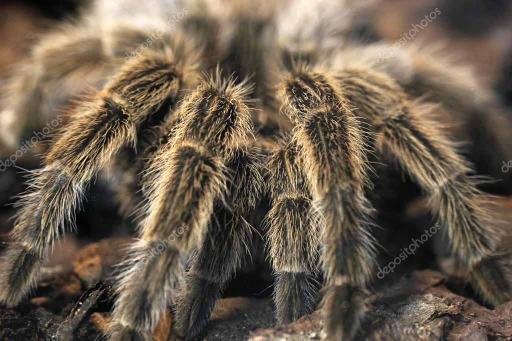 Frightening giant tarantula — Stock Photo © MattiaATH #39572833