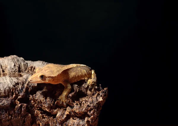 Caledonian crested gecko jumping — Stock Photo © MattiaATH #39933435