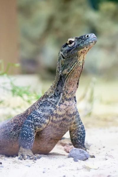 Caspian monitor Stock Photos, Royalty Free Caspian monitor Images ...