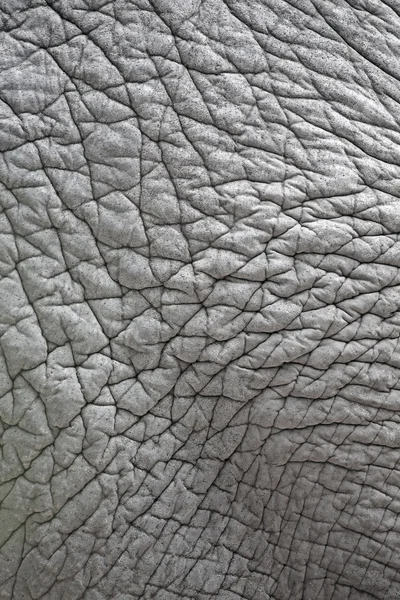 Elephant skin Stock Photo by ©anankkml 30943125