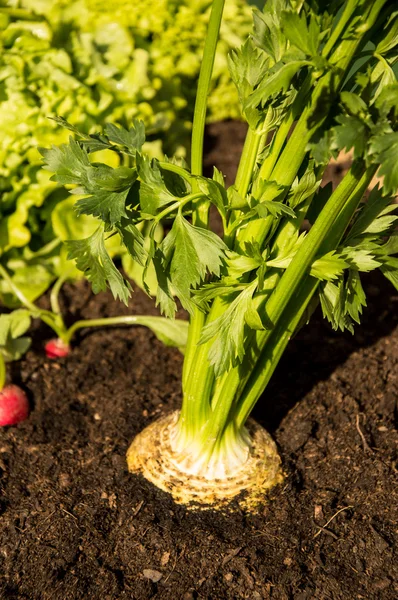 Fresh Celery in the garden — Stock Photo © HandmadePicture #12292319