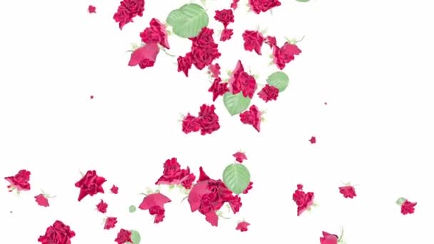 12,793 Single flower Videos, Royalty-free Stock Single flower Footage ...