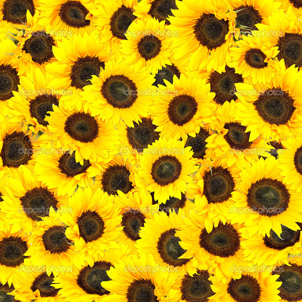 Sunflower Background Stock Photo by ©HandmadePicture 45268761
