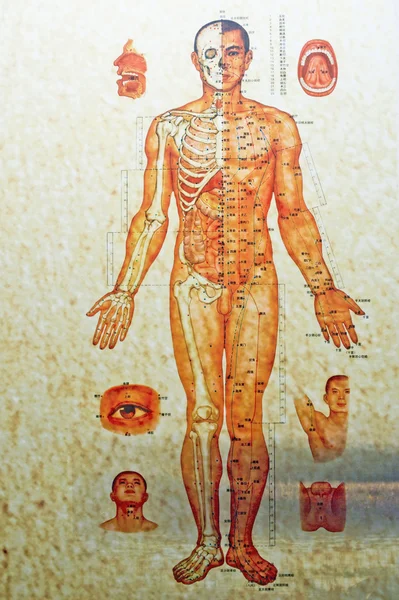China, Chinese medicine human body structure - Stock Image - Everypixel