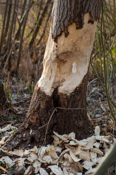The trunk of a large damaged deciduous tree gnawed by beavers Sawdust ...
