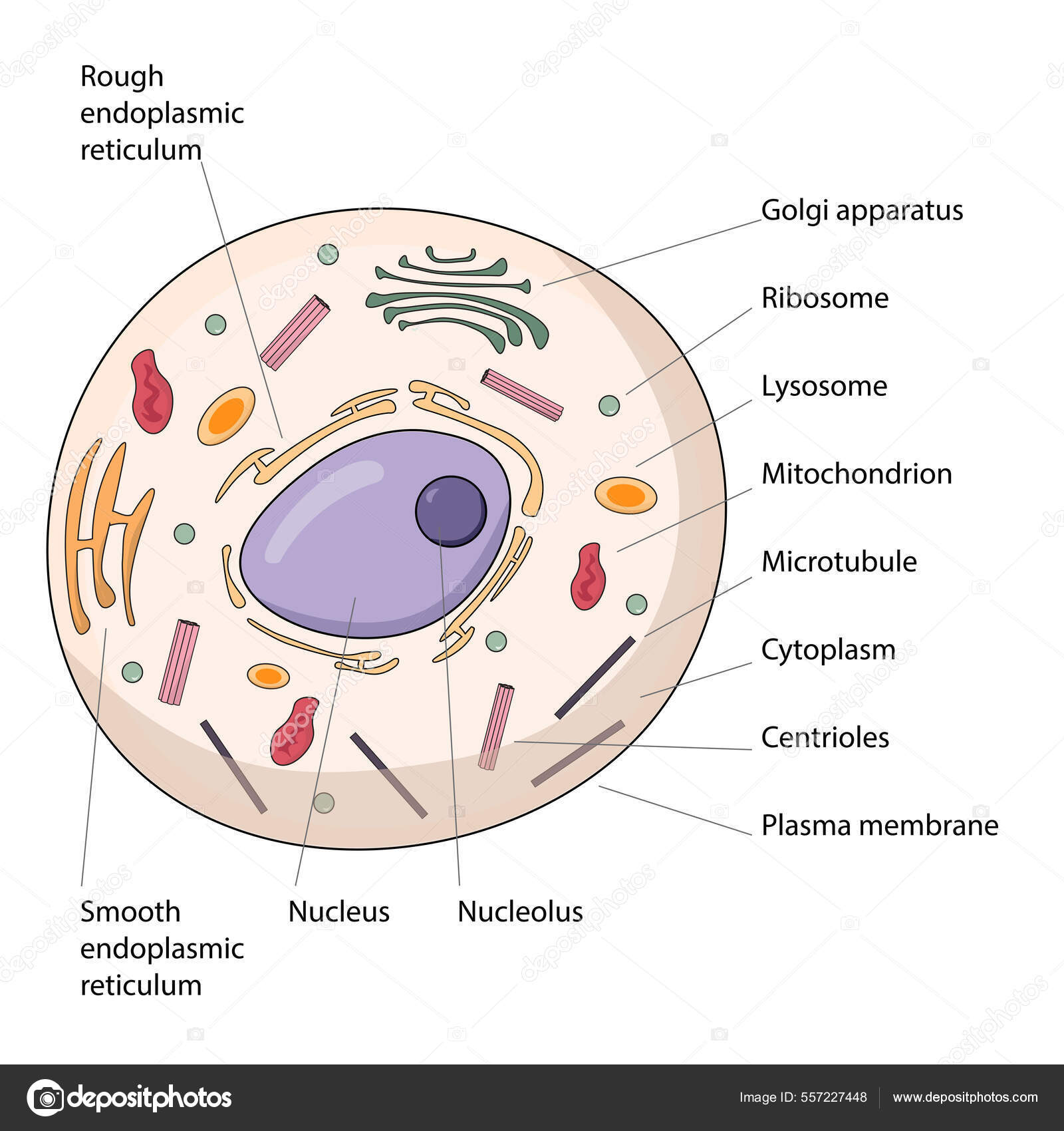 Animal Cell Cytoskeleton Diagram