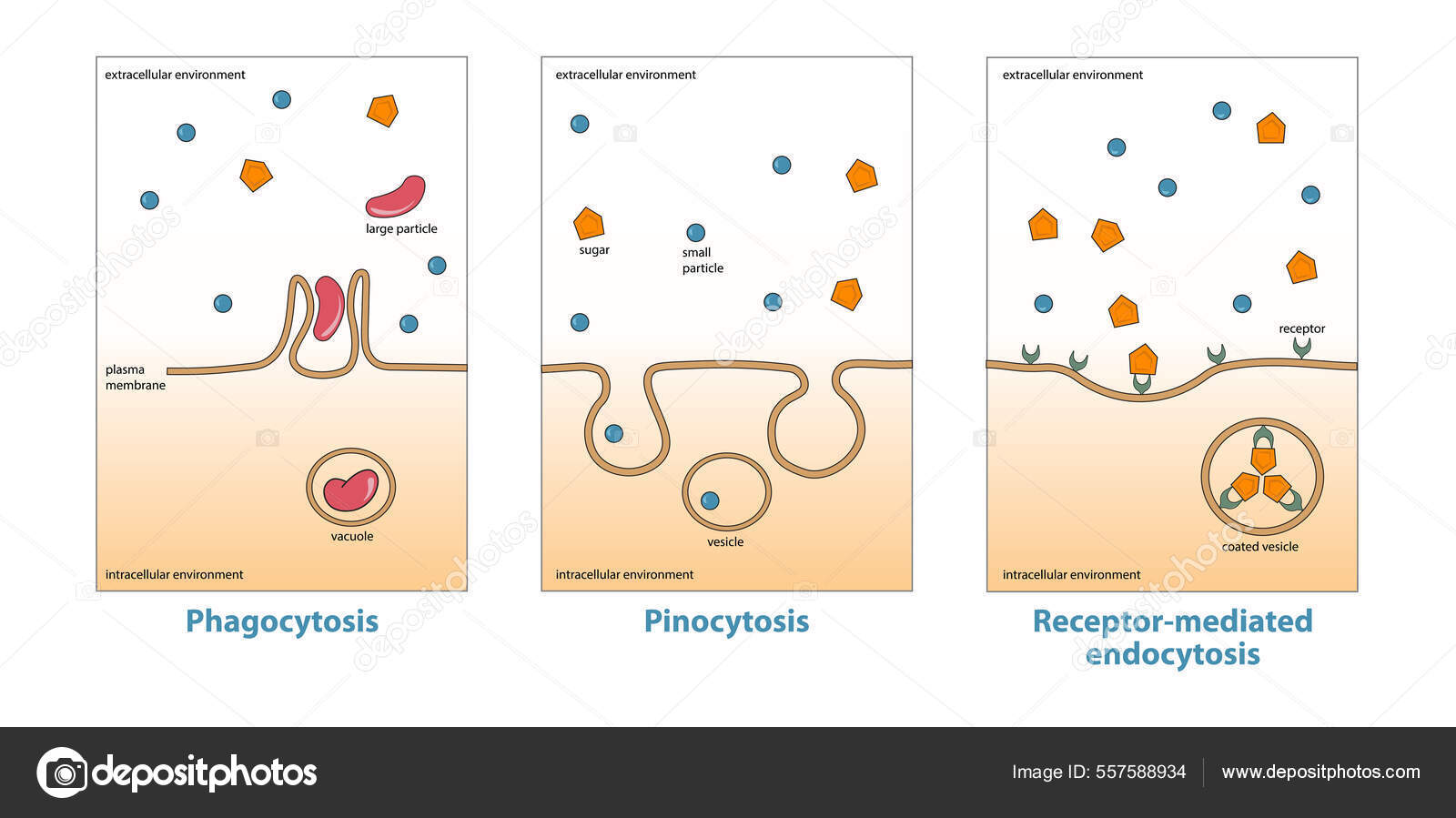 Endocytosis Animation