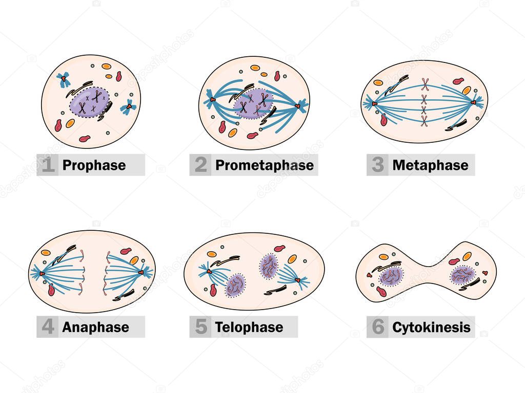 El proceso de cariocinesis (o mitosis) se divide en cinco etapas ...