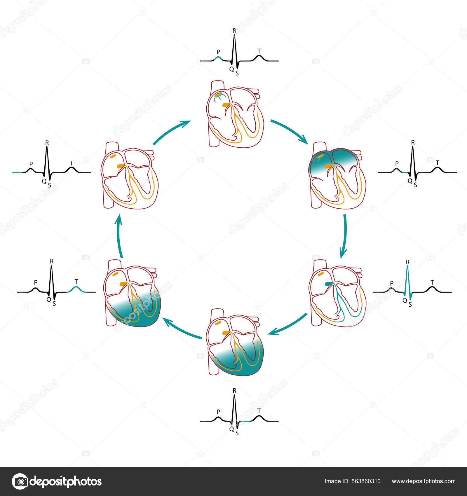Cardiac Conduction Scheme Electrocardiogram Tracing Correlated Cardiac