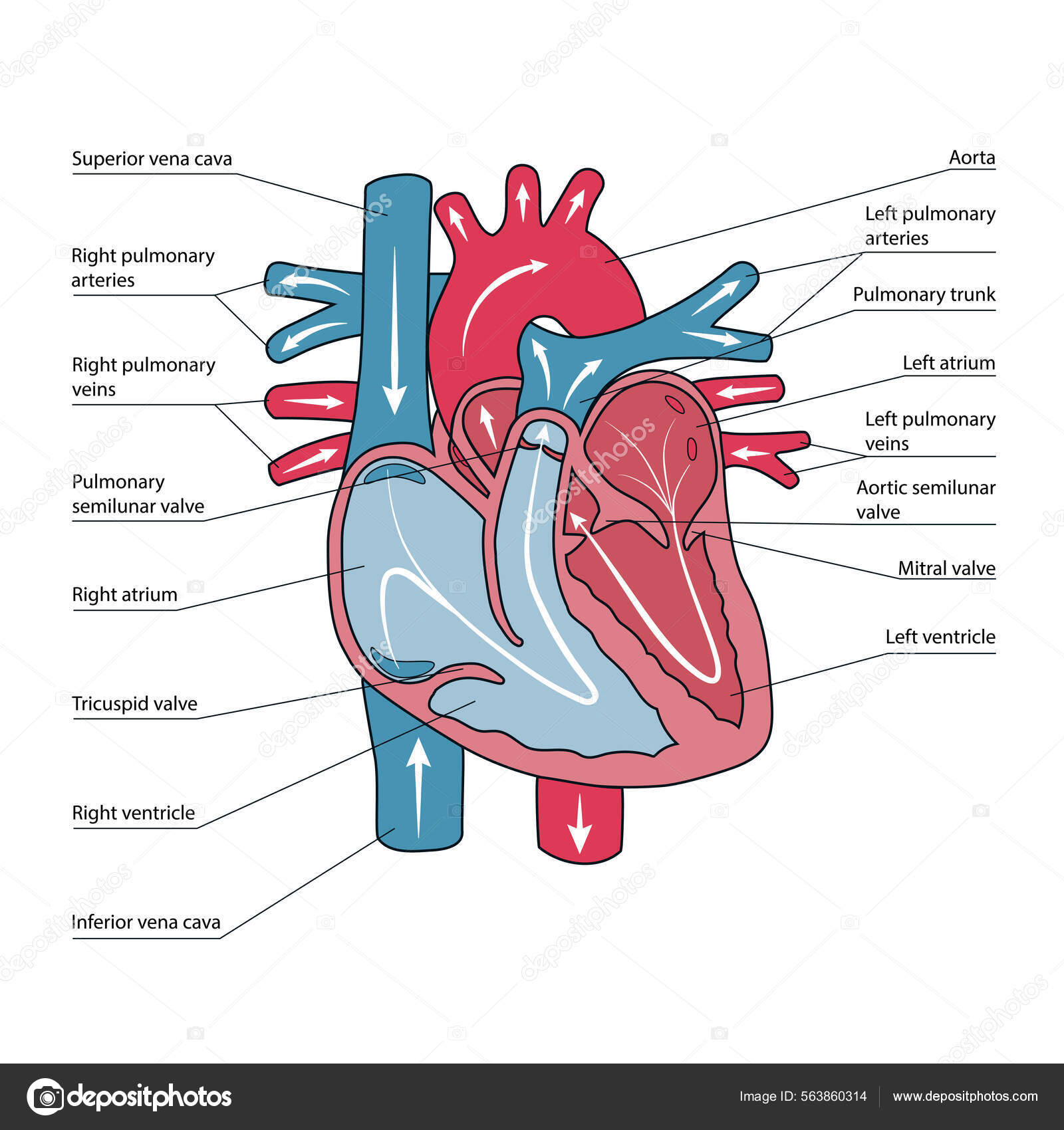 Heart Diagram Unlabeled Colored