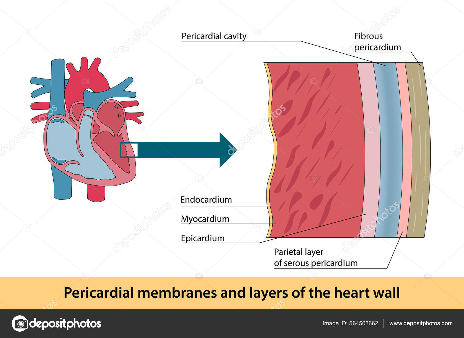 Membranas Pericárdicas Camadas Parede Cardíaca imagem vetorial de ...