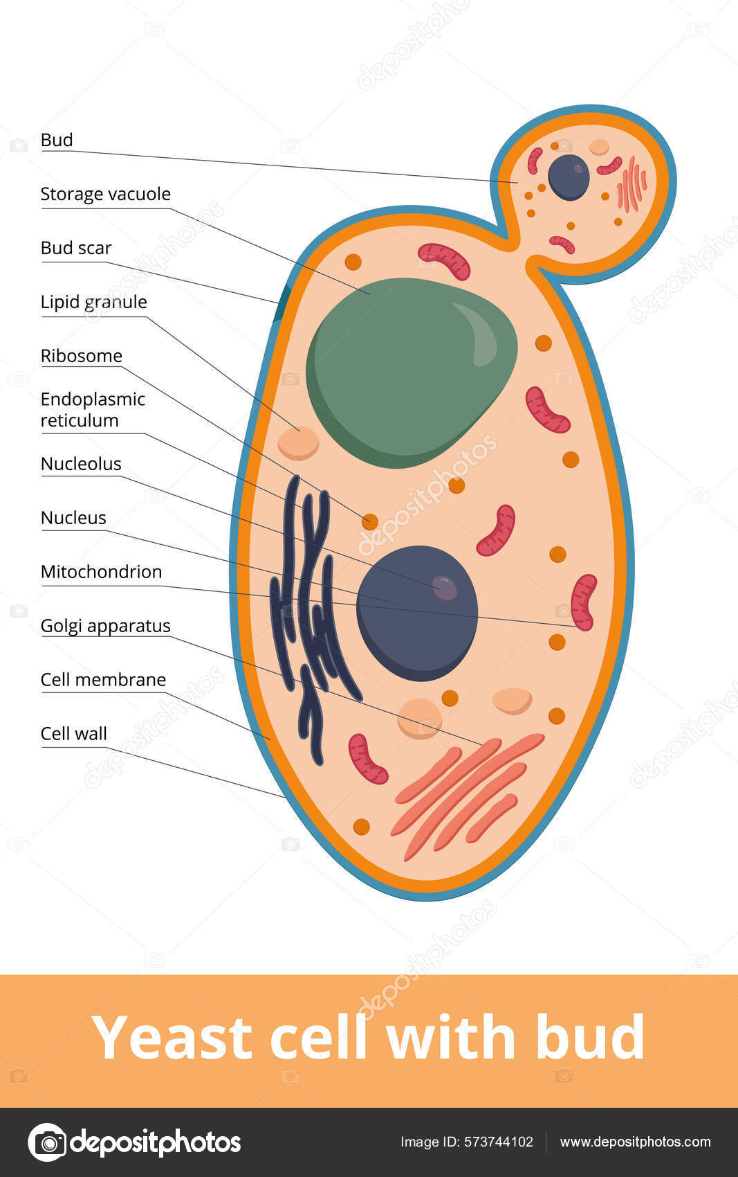 Dyrecelle Golgi Apparat Dyreceller – Store Norske Leksikon
